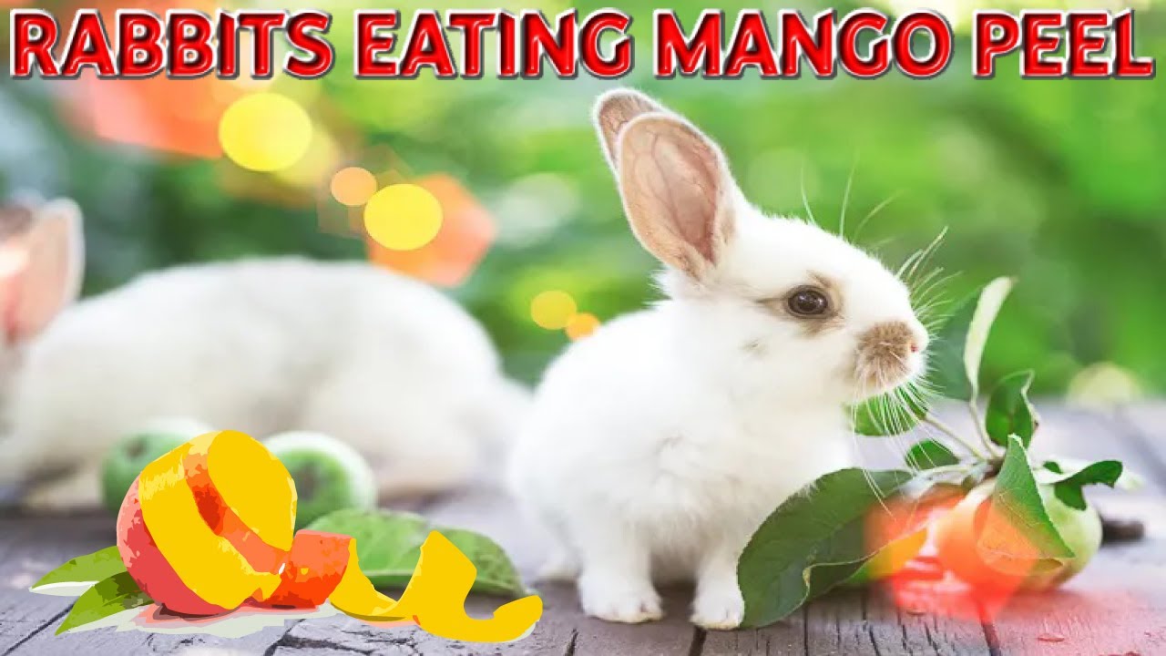 Rabbits Eating Mango Peel | Rabbit Videos | Cute Rabbit Videos - YouTube