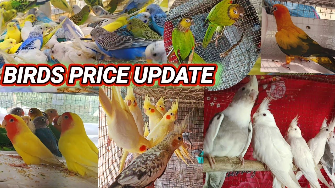 BIRDS PRICE UPDATE // LOVE BIRDS PRICE // COCKTAIL PRICE // BUDGIES ...