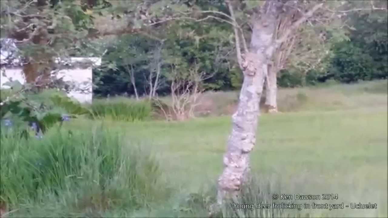 Young Deer Frolicking In Front Yard - TOFINO - May 2014 - YouTube