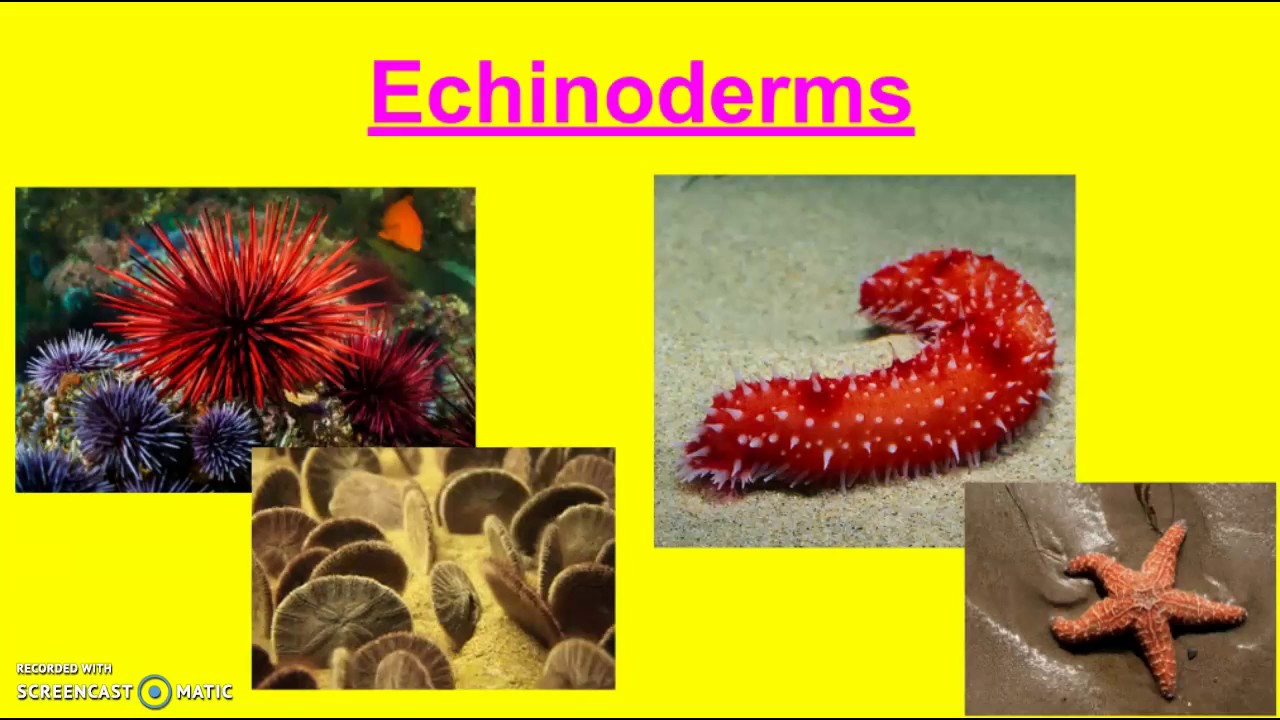 Chapter 11: Echinoderms - YouTube