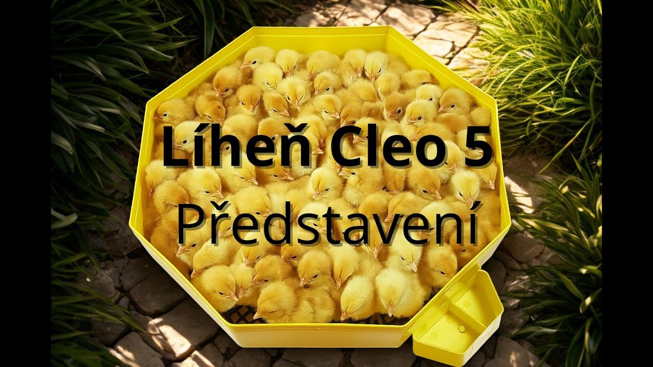 Líheň Cleo 5 🐣 | Recenze - YouTube