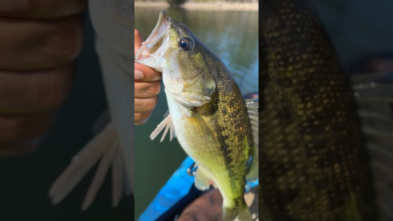 Spotted Bass chasing shad on Allatoona! #bass #fishing #catchandrelease ...