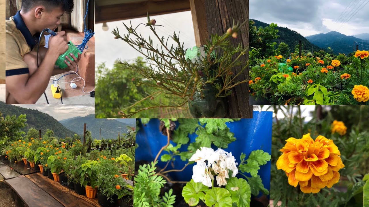 Baramase sayapatri full (flower) - YouTube