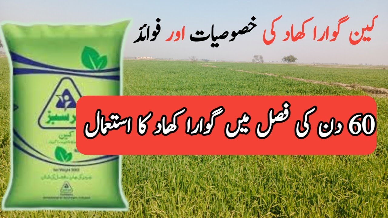 uses of Can fertilizer in wheat crop | Benefits of can gawara in wheat ...
