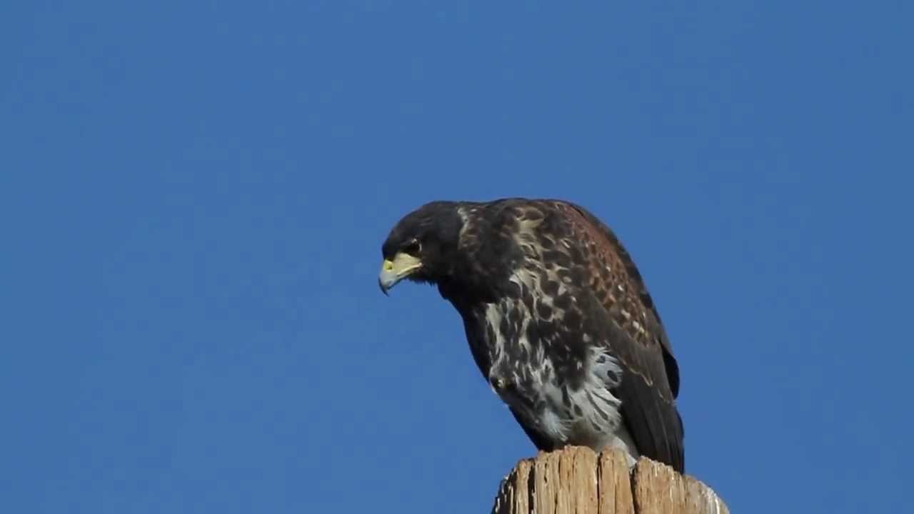 7d Video Harris Hawk "Juvenile Harris Hawk Calling" - YouTube