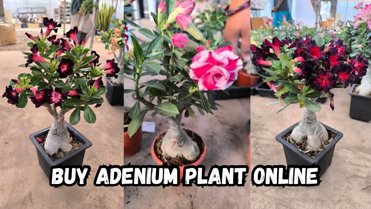 Buy Adenium Plant Online With Flower || Rare Imported Adenium Varieties ...