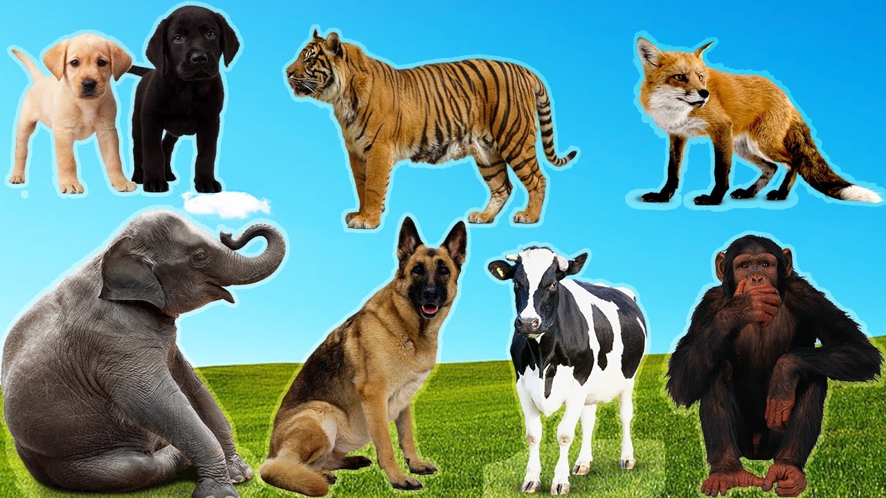 Animal Videos Funny | Animal Fight Videos | Wild Animals | Pet Animals ...