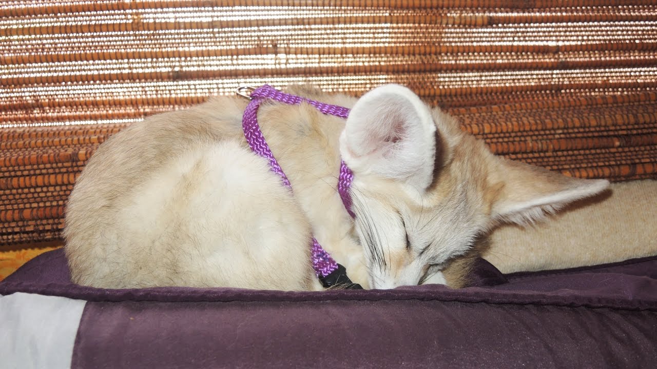 Fennec Fox First Time in Harness - YouTube