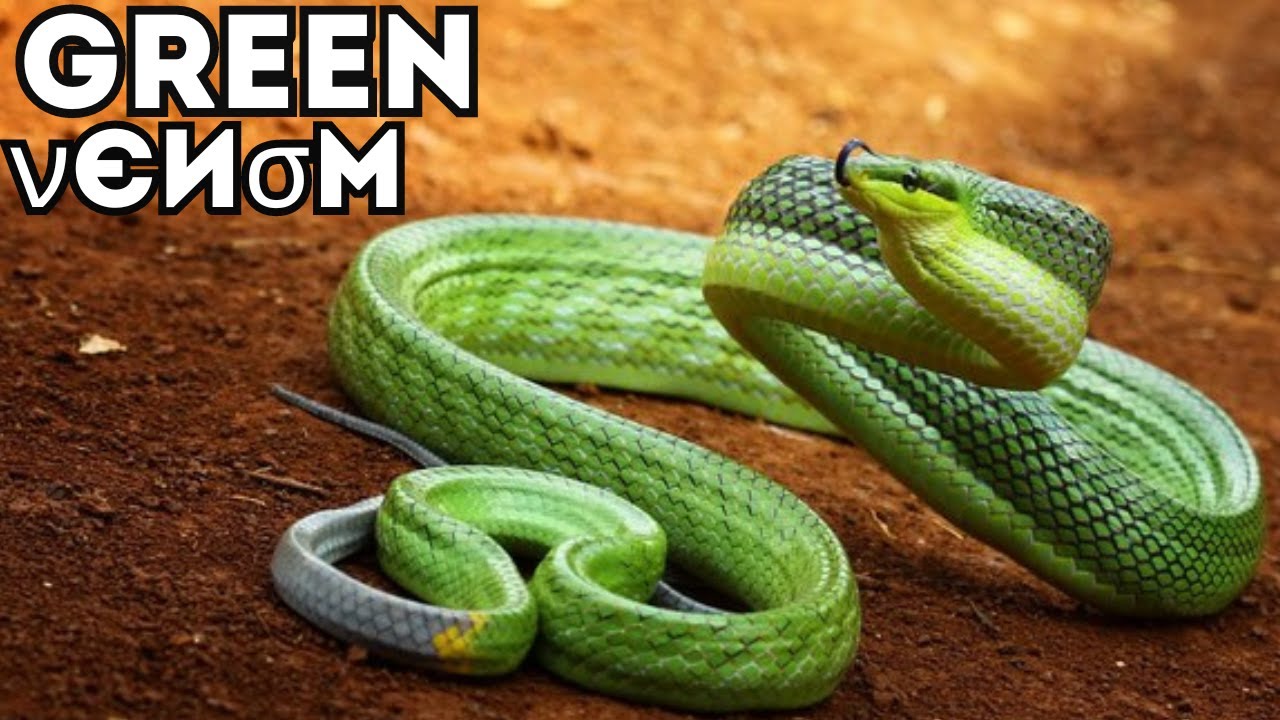 Emerald Green Pit Viper Facts | Beautiful but Deadly - YouTube