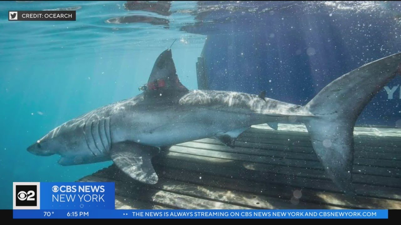 Great white shark pings near Ocean City, New Jersey - YouTube