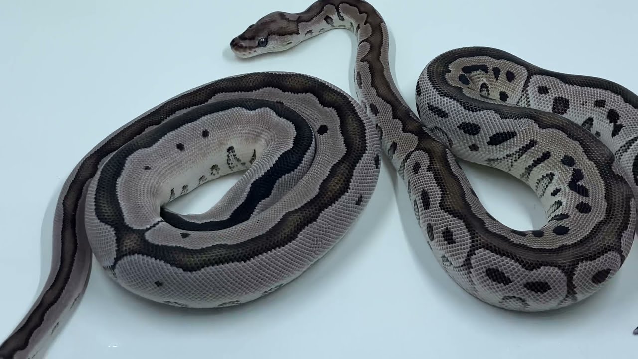 Axanthic Clown Ball Python