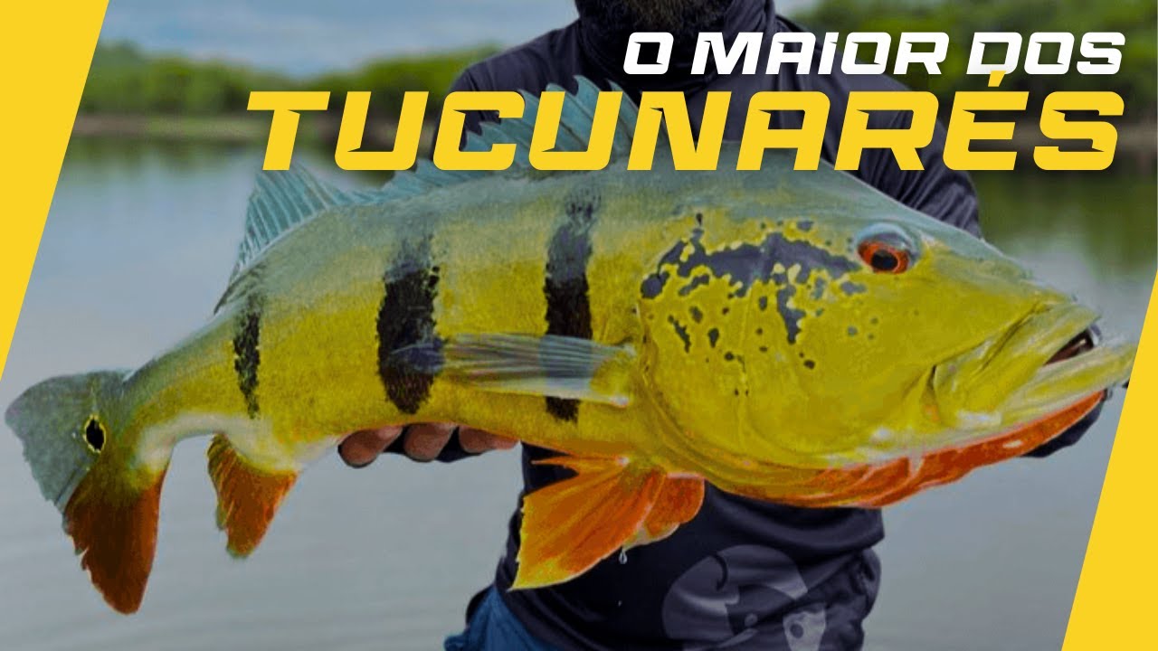 TUDO SOBRE O TUCUNARÉ AÇU! - YouTube