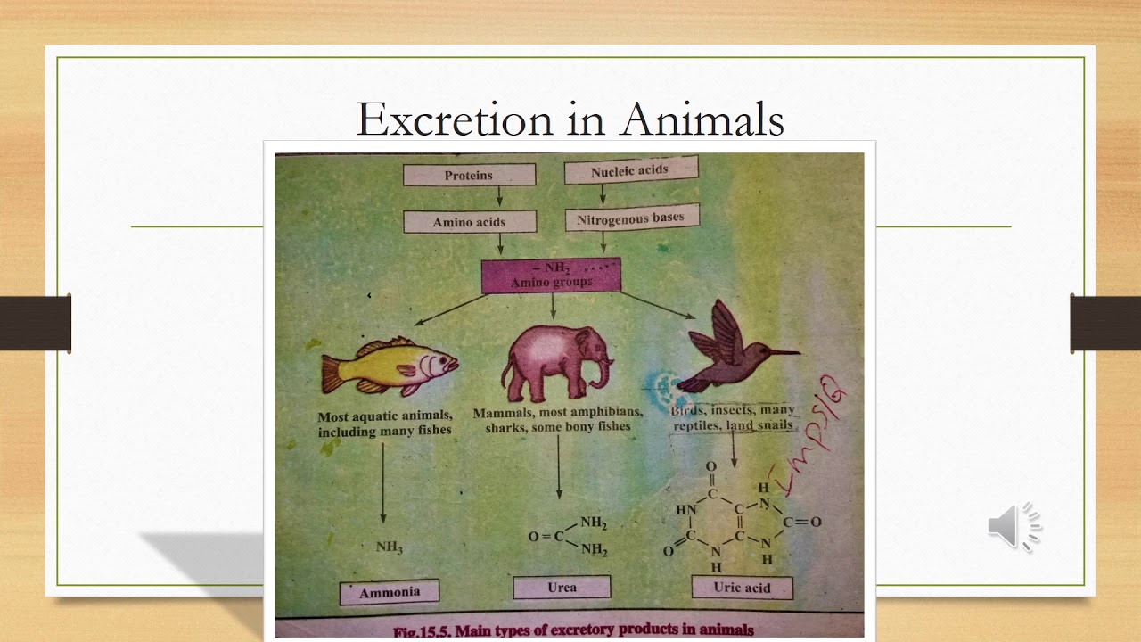Excretion - YouTube