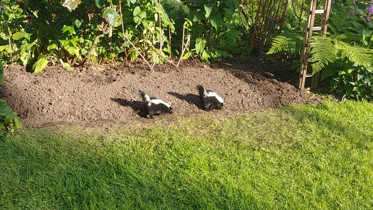 Baby skunks hanging out near English Bay - June 2020 - YouTube