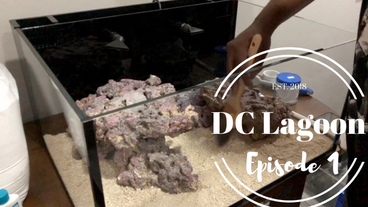 DC Lagoon Episode 1: Intro DC Lagoon Tank and Rock - YouTube