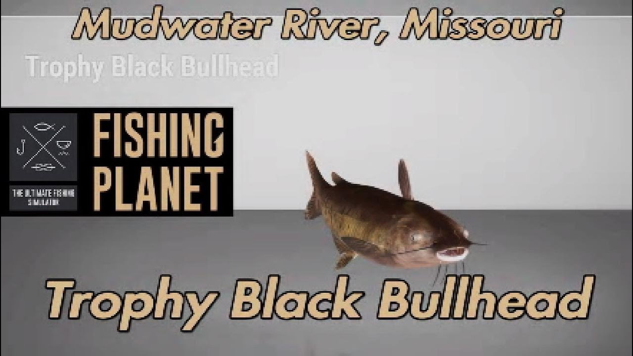 Trophy Black Bullhead Mudwater River Missouri Fishing Planet Guide ...