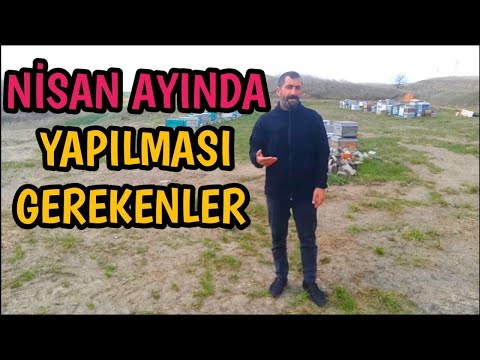 Nisan Ayında Yapılması Gerekenler | Yağmurlu Havalarda Arıların Durumu ne fayda detaylı anlatım