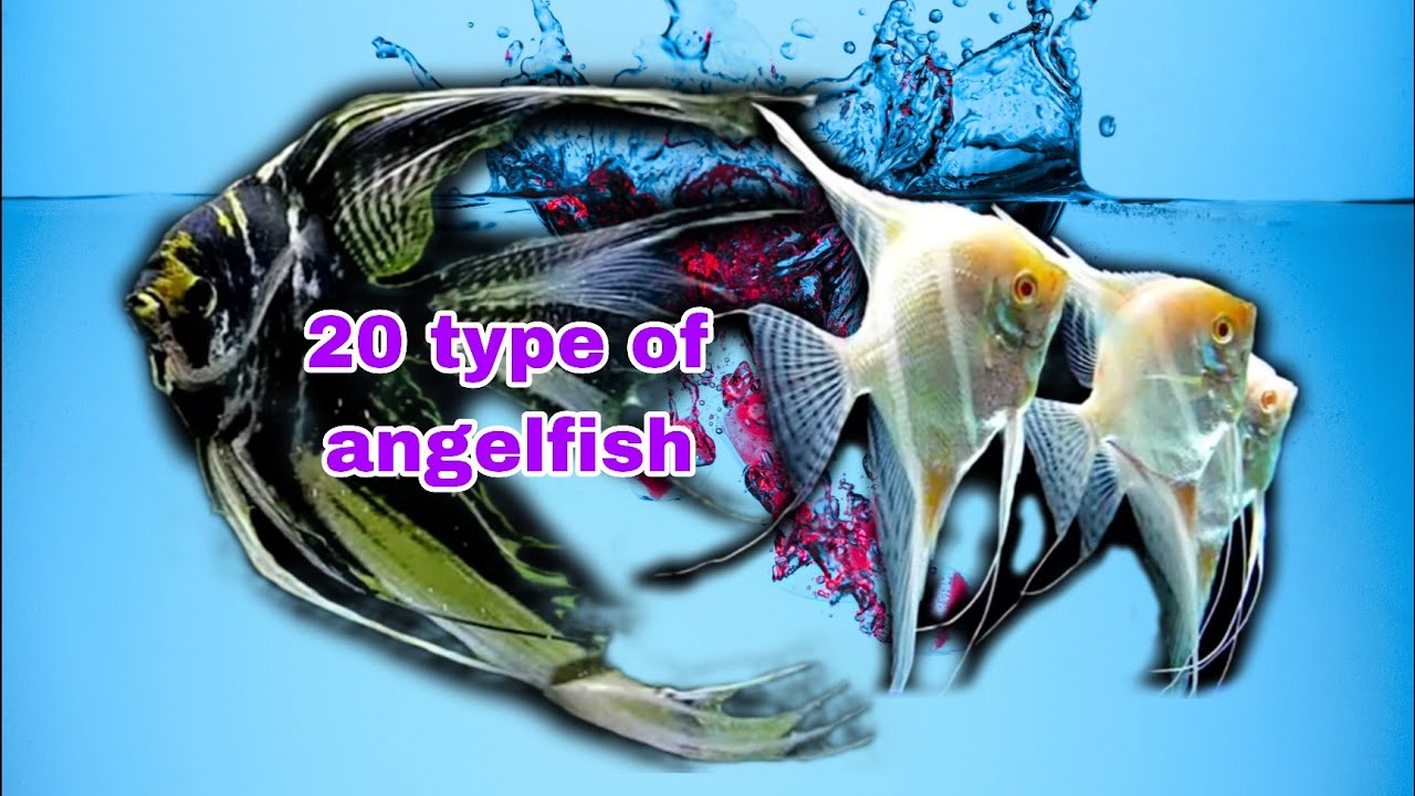 20 types of angelfish and names of each of them - YouTube