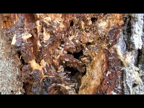 termites inside the oak trees - YouTube