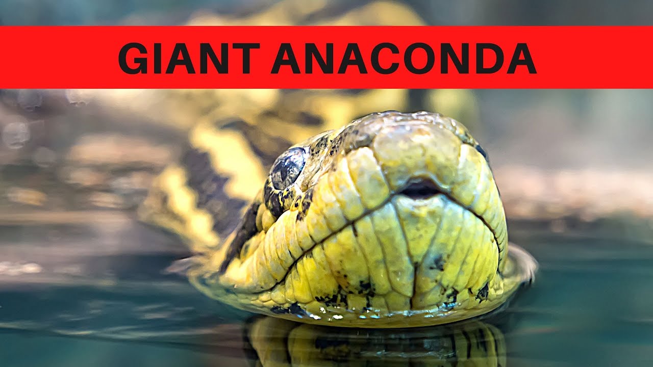 🐍 DANGER Searching for the GIANT ANACONDA (Brazil) 👀 Tracking the giant ...