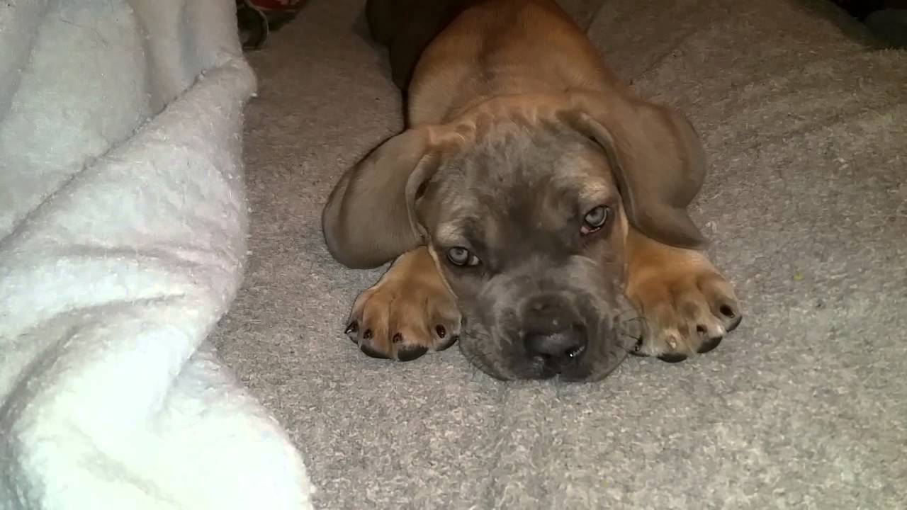 Baby Cane Corso Abigail - YouTube