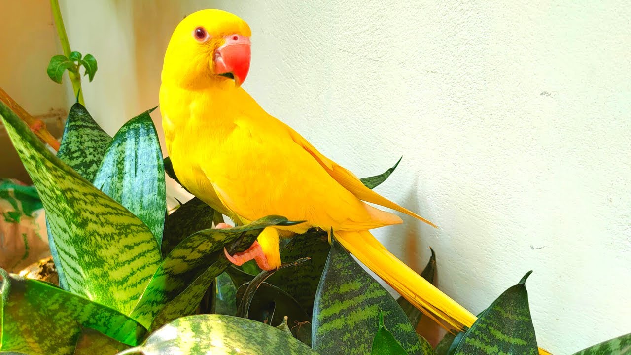 Indian Yellow Ringneck Parrot | Super Cute Ringneck Parrot | Amazing ...