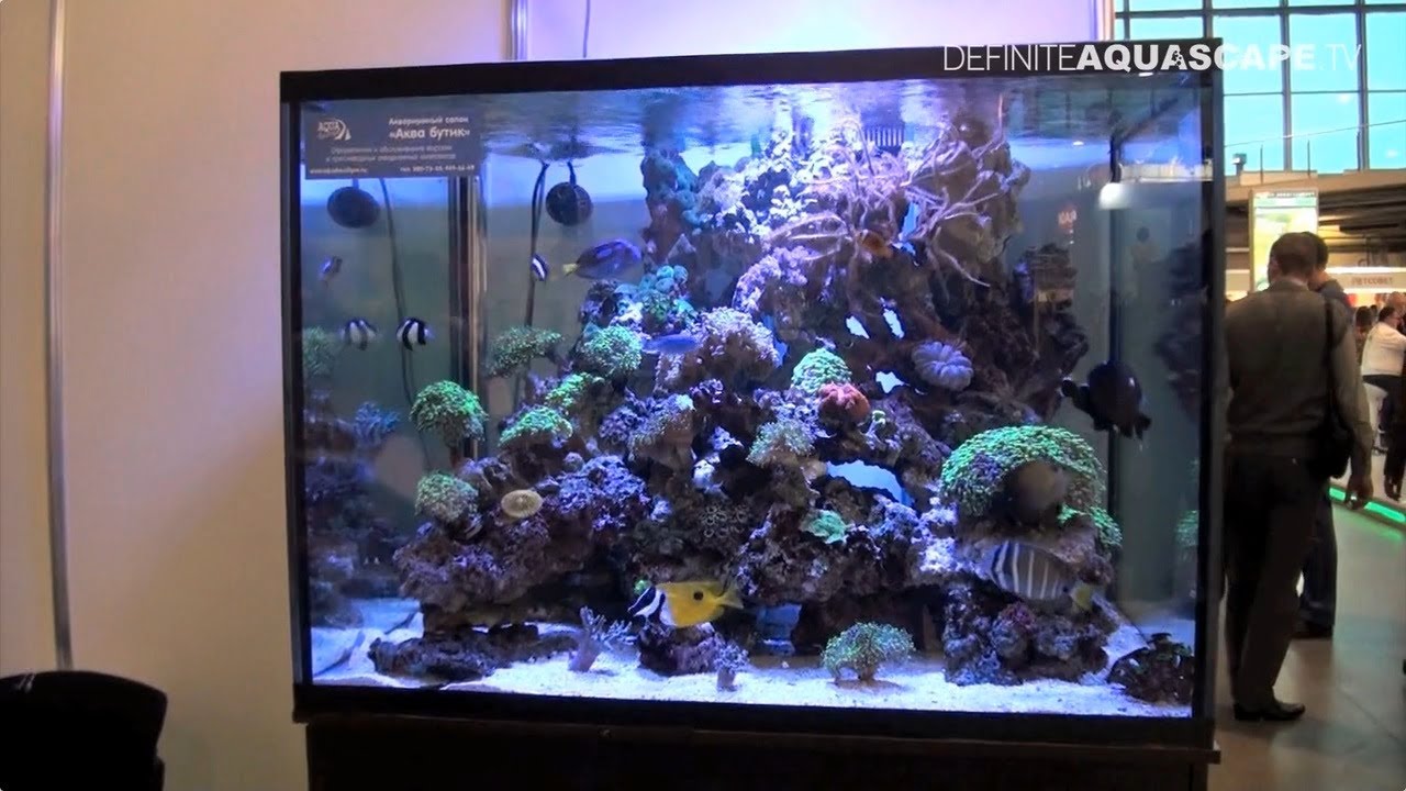Aquariums of ZooSphere 2013 - part 4 - YouTube