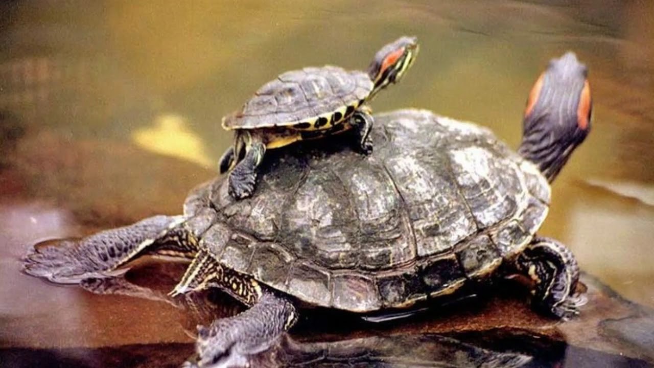 Diferencias de tortuga macho y hembra - YouTube
