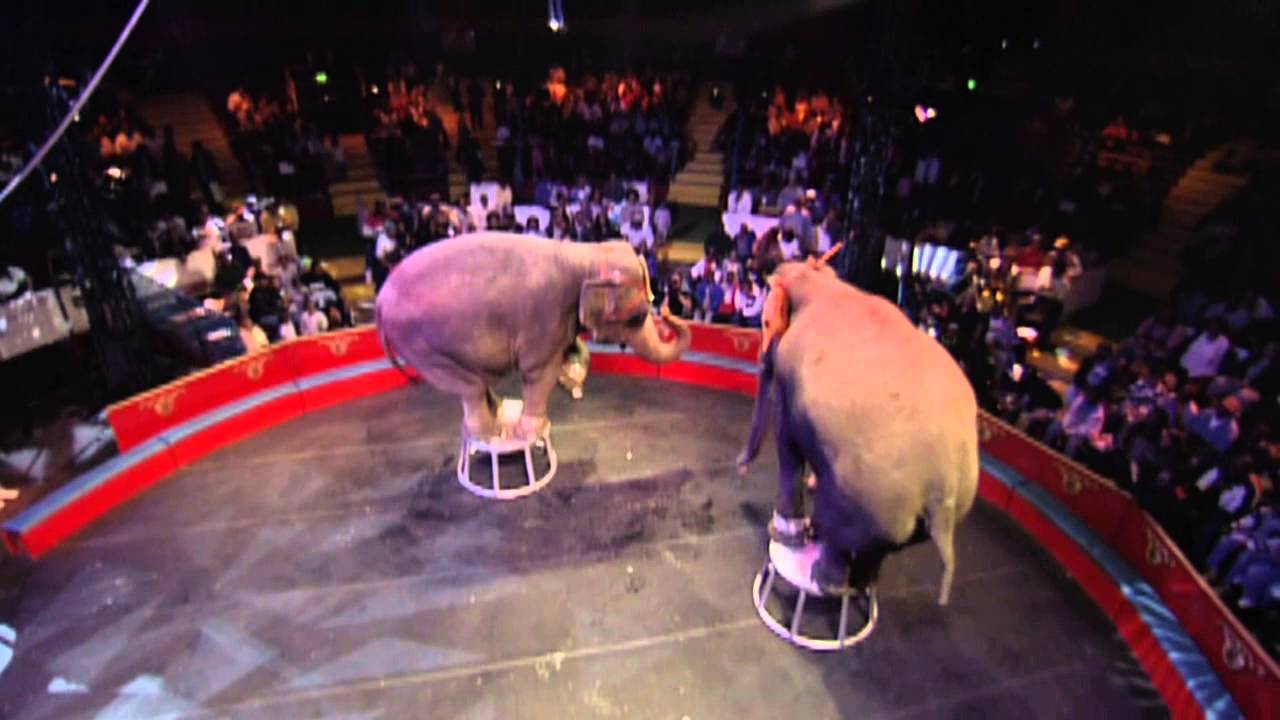 HBO Documentary Films: An Apology to Elephants Trailer - YouTube