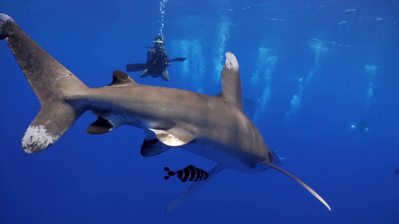 Egypte-Brothers 2018. Longimanus - Requin Océanique - YouTube