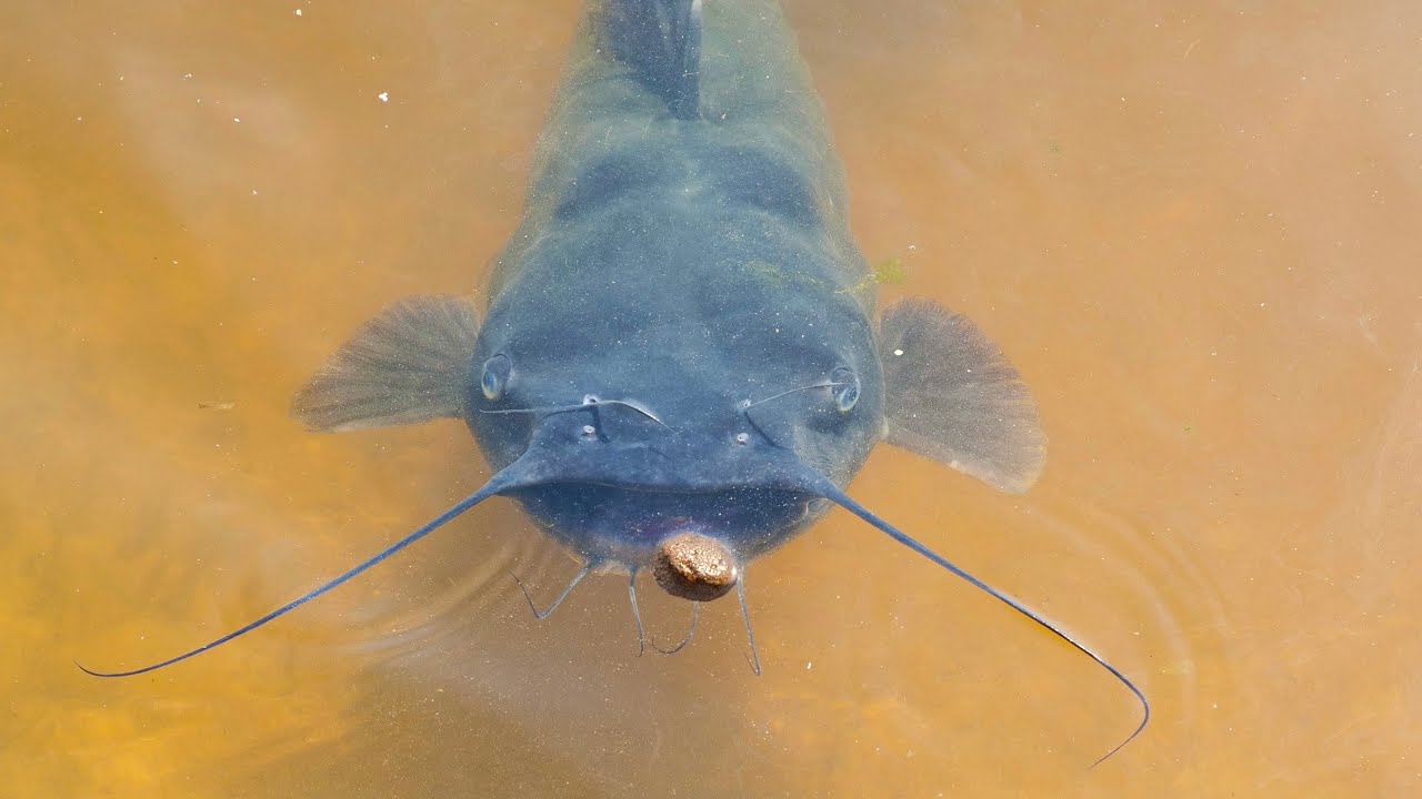 The Catfish Are Starving! - YouTube