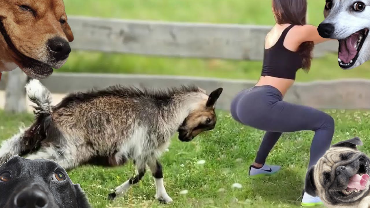 Funny Sheep Attacking People Compilation | Relaxing World 😃 - YouTube