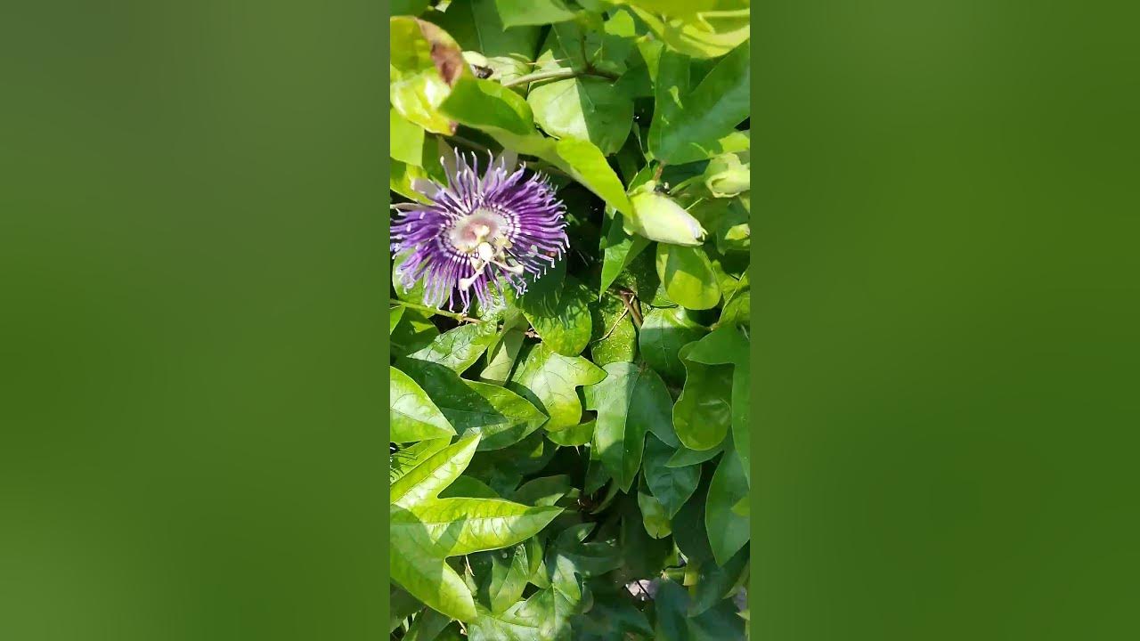 Tu Mane Ya Na Mane Dildara Hansate Tenu Rabiya Tu Mane Ya Na Mane