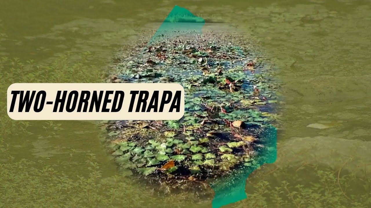 Two-horned Trapa Invasive Plant - YouTube