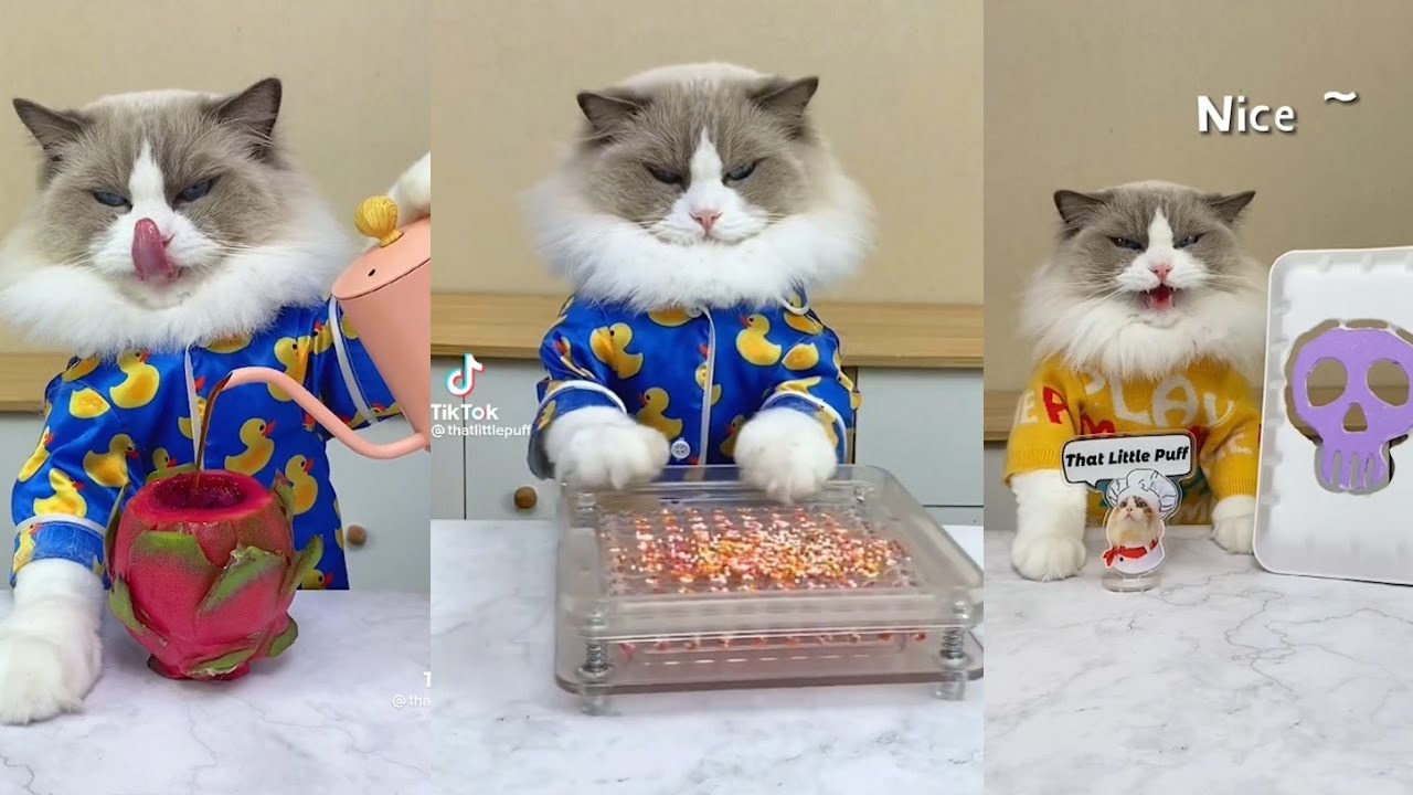 That Little Puff - BEST Tiktoks February 2023 - YouTube