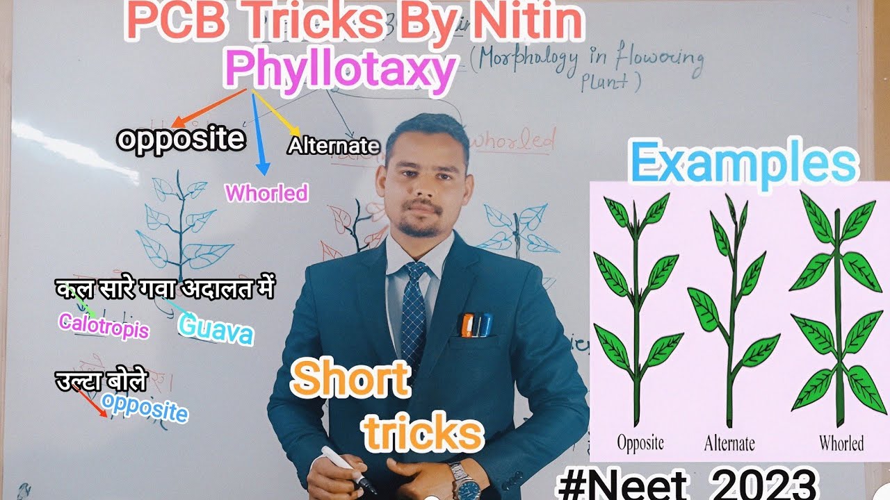 NEET Biology (phyllotaxy)🔥 Morphology in flowering plant - YouTube