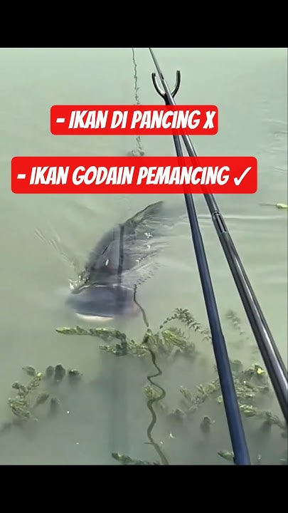 NIAT MANCING MALAH DI LEDEKIN IKAN #fishing #mancing #fish #viralvideo #fypyoutube #fypシ゚viral # ...