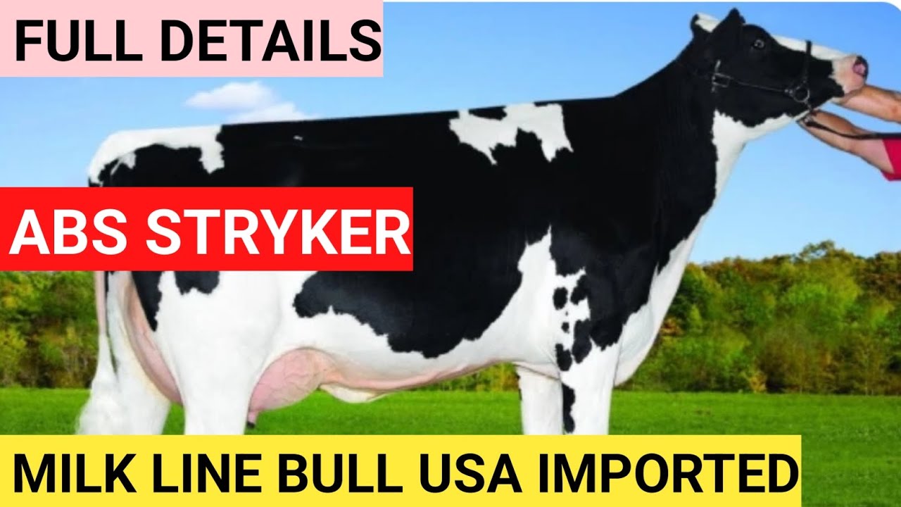 ABS STRYKER FULL DETAILS USA IMPORTED/dairy farm milk line bull ...