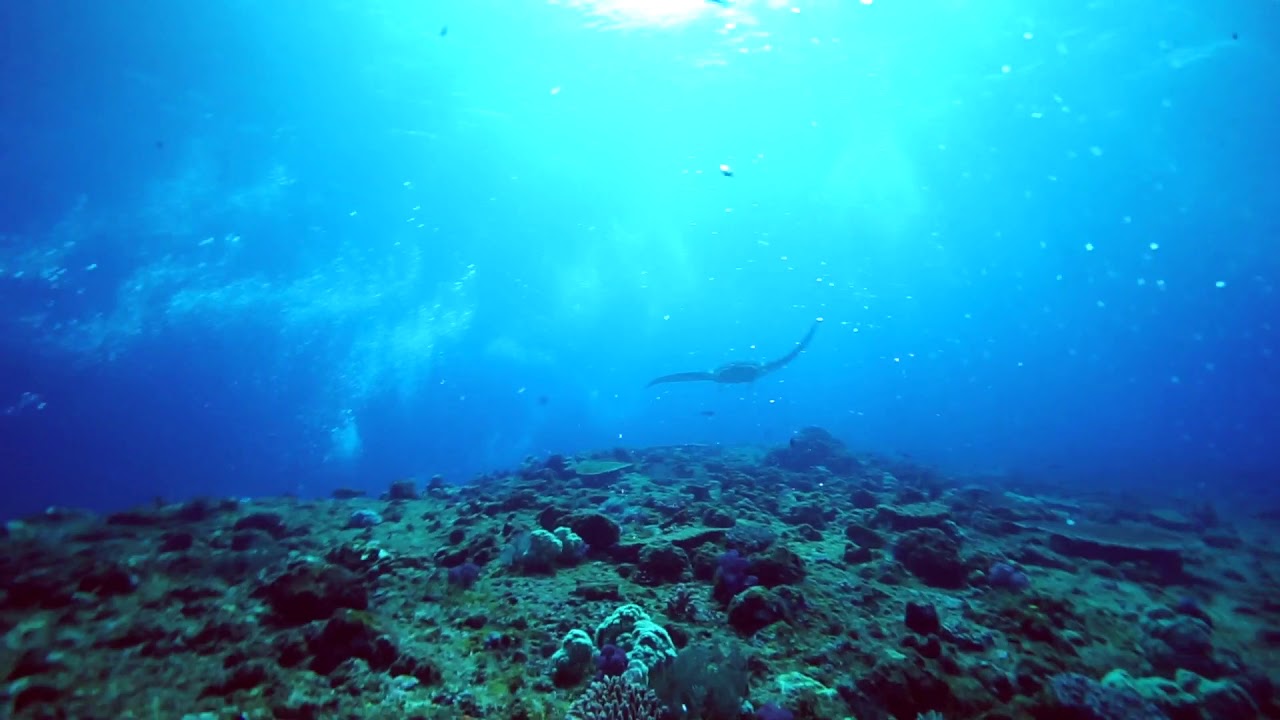 Drift Dive At Komodo Shotgun Youtube
