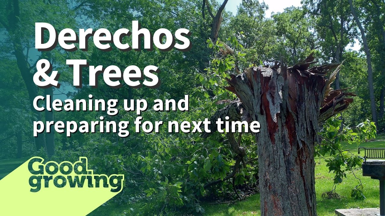 Derechos & Tree Damage | #GoodGrowing - YouTube