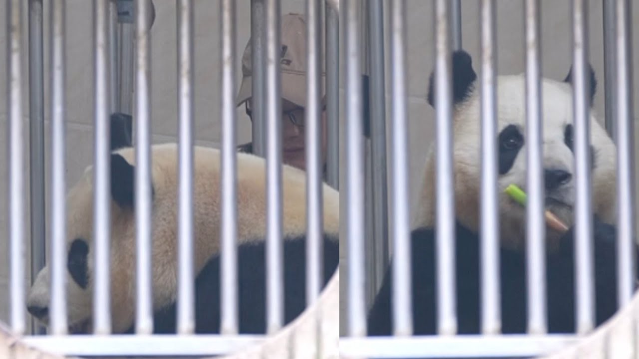 12/06 Fu Bao’s Morning Snack Time #푸바오 #panda #fubao #fyp #viral # ...