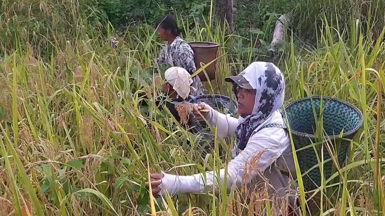 Manggetem Parei, Panen Padi Ladang Suku Dayak Ngaju Kalimantan Tengah ...