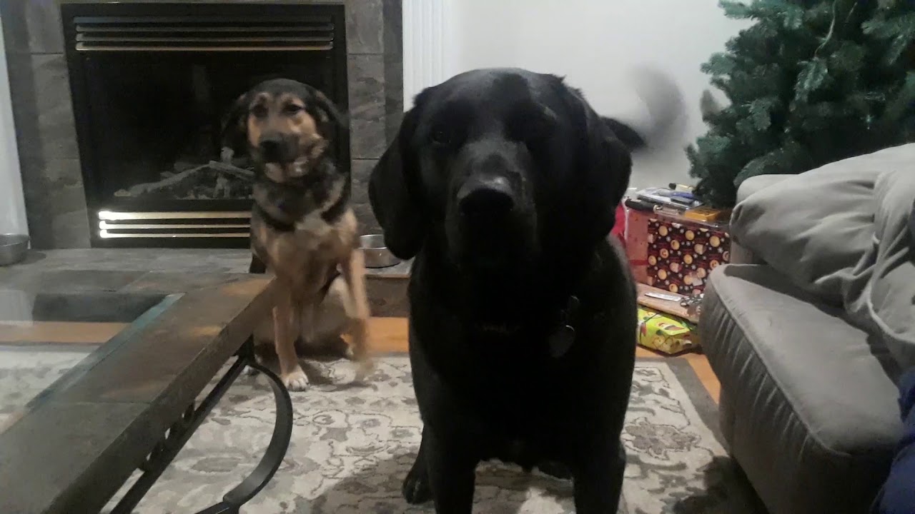 Ranger dog - YouTube