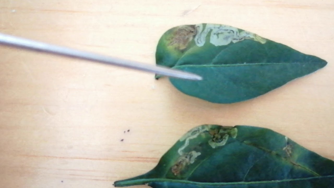 Larvas de minador (Liriomyza spp) en hojas de Chile "close up" - YouTube