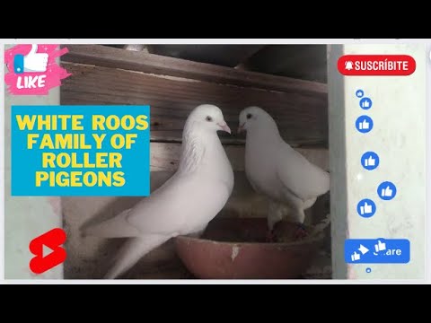 White Roos Family of Roller Pigeons - YouTube