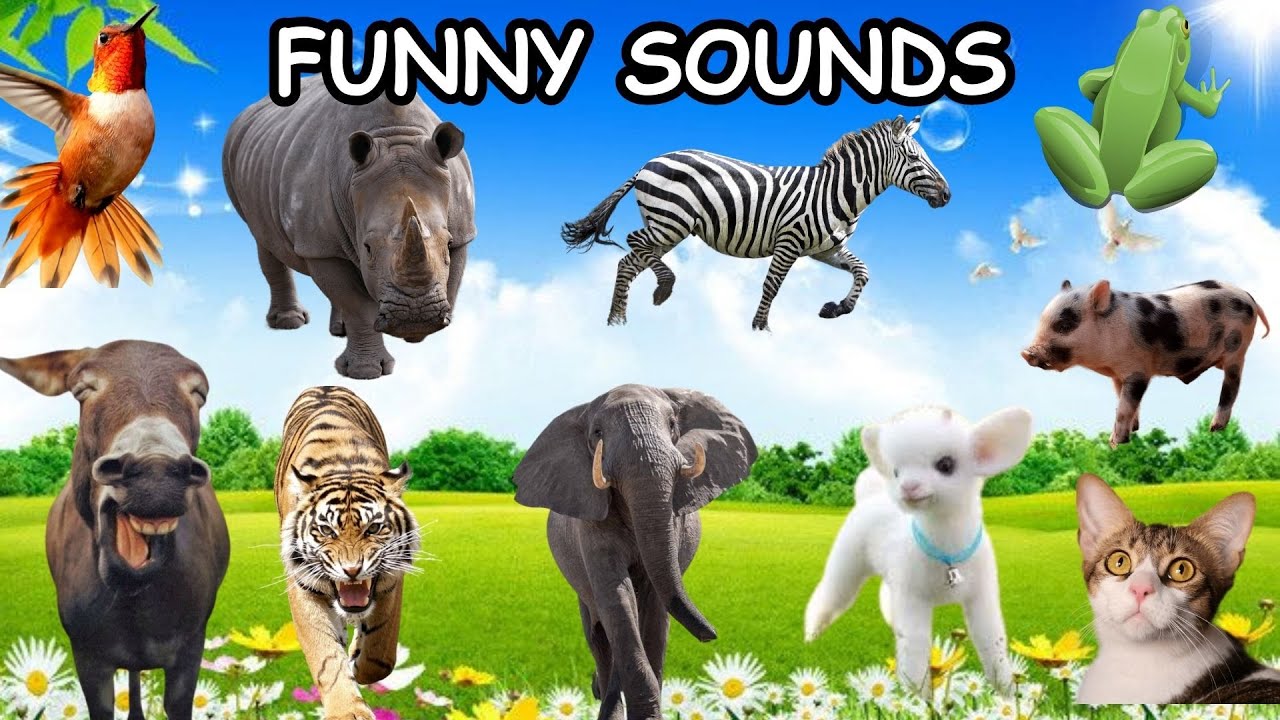Cute Animal Sounds - Lion, Tiger, Giraffe, Zebra, Cat, Dog, Cow, Sheep ...