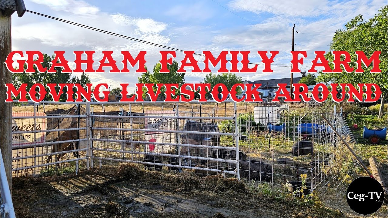 Graham Family Farm: Moving Livestock Around - YouTube