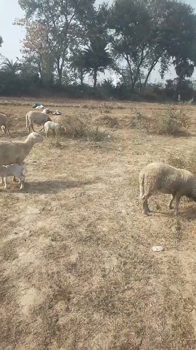 भेड़ अपने बच्चों को दूध पिलाते हुए एवं भेड़ का झुंड Short Video Youtube
