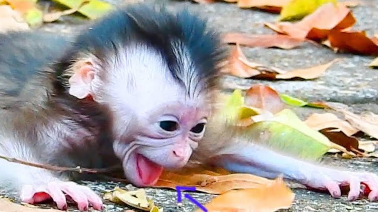 Newborn baby RANDY screaming cry when he feel afraid mom RANY walk out ...