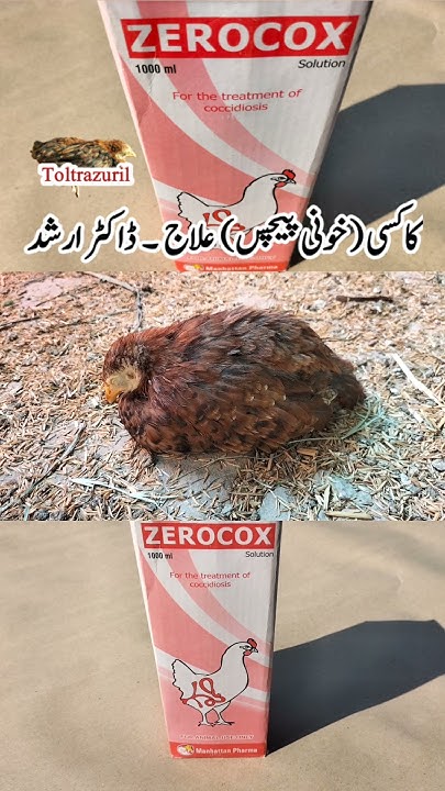 Zerocox | Anticoccidial for Poultry Birds | Treatment for Coccidiosis ...